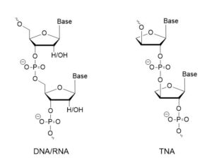 Threose Nucleic Acid Modification
